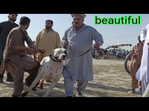 Beautiful bully kutta nukra | famous bully kutta | top class bully ...