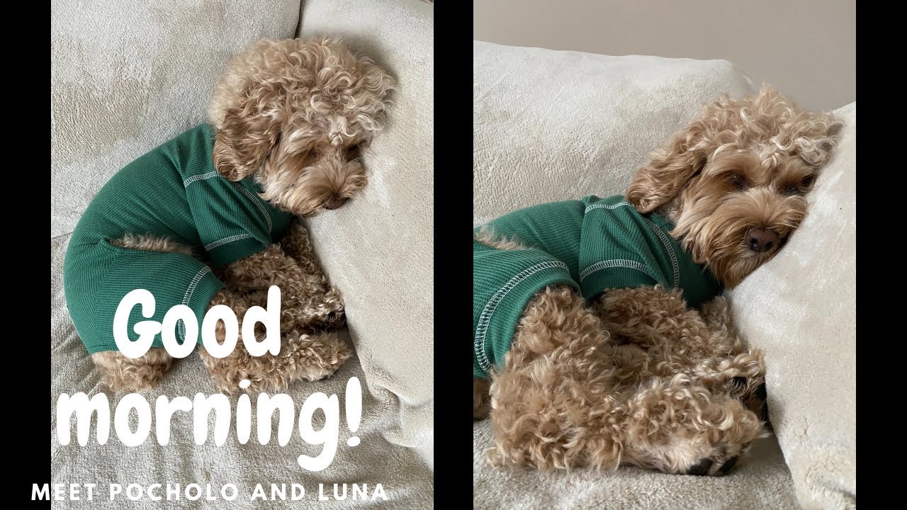 GOOD MORNING! 3/6/22 - COCKAPOO AND SHICHON DOGS - YouTube