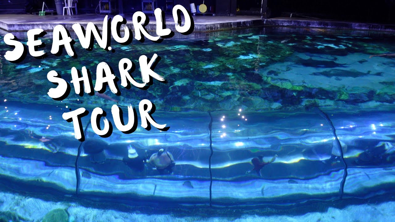 SeaWorld Orlando Shark Encounter behind the scenes tour! | Shark Week ...