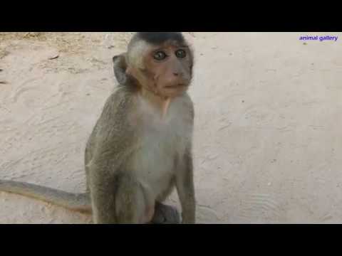 Update: Orphaned monkey Pinky on December 14th,2019 - YouTube