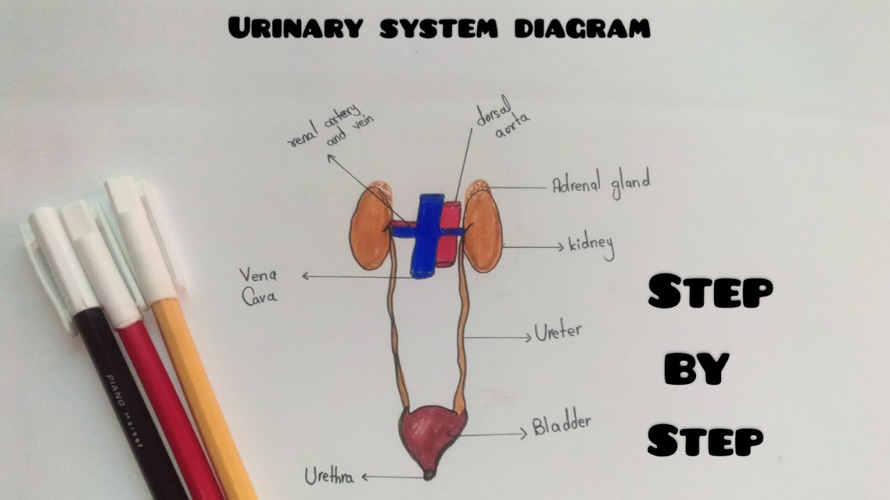 Urinary System Diagram Step By Step ️|| Easy Drawing Tutorial ️ ...