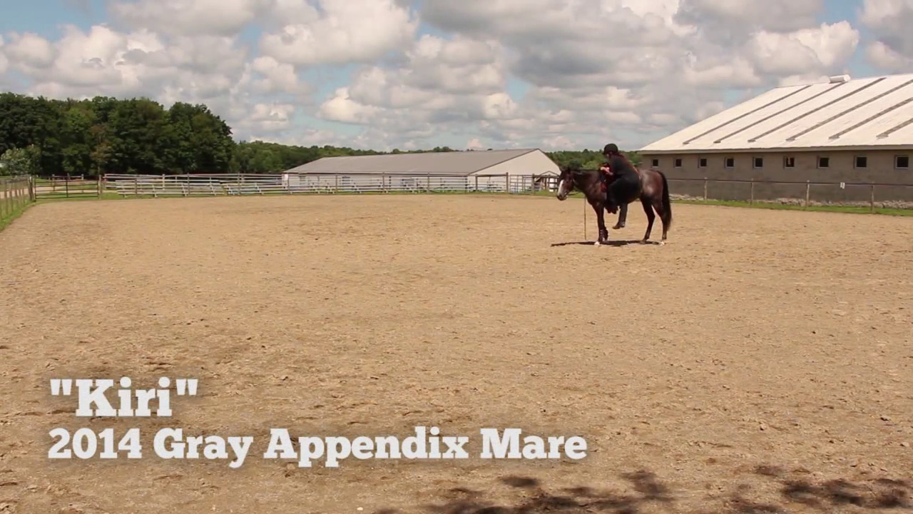 2013 Gray AQHA Appendix Mare "Kiri" For Sale - YouTube