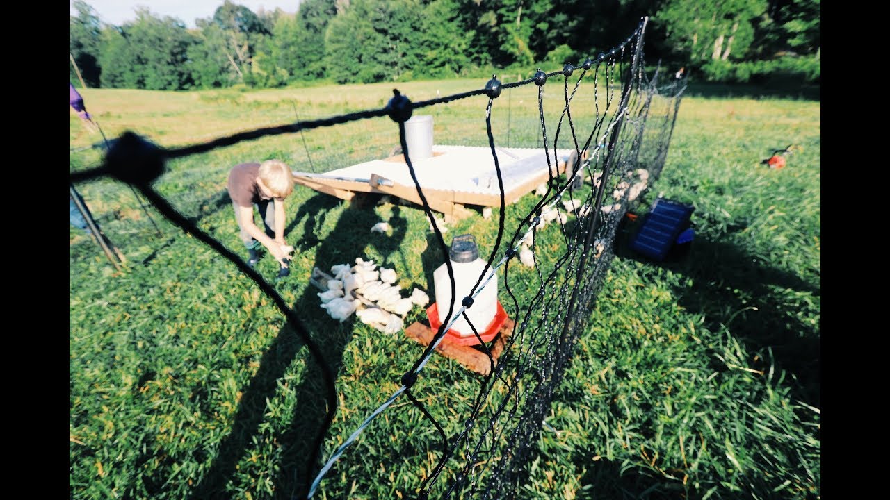 NEW fence changes the way I raise Meat Chickens - YouTube