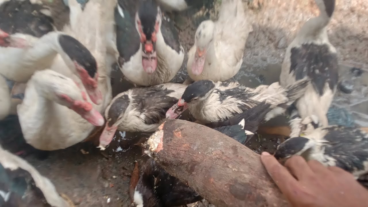 pakai ubi jumbo untuk makanan bebek serati - YouTube