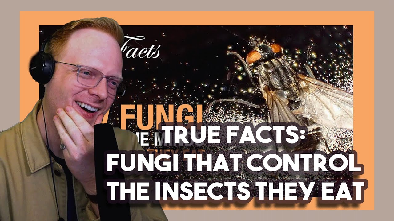 Chicagoan Reacts to True Facts: Fungi That Control The Insects They Eat ...