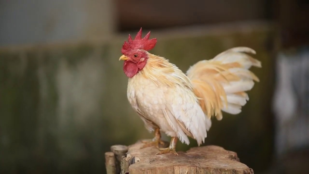 Chicken Hen Crowing - YouTube