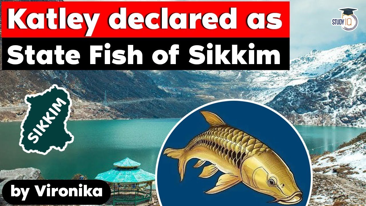 Sikkim Government declares Katley as State fish - Sikkim Civil Services ...