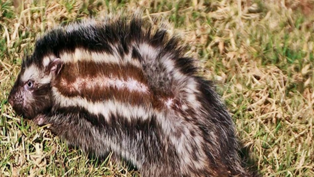 These gutsy rats bathe themselves in deadly poison to ward off ...