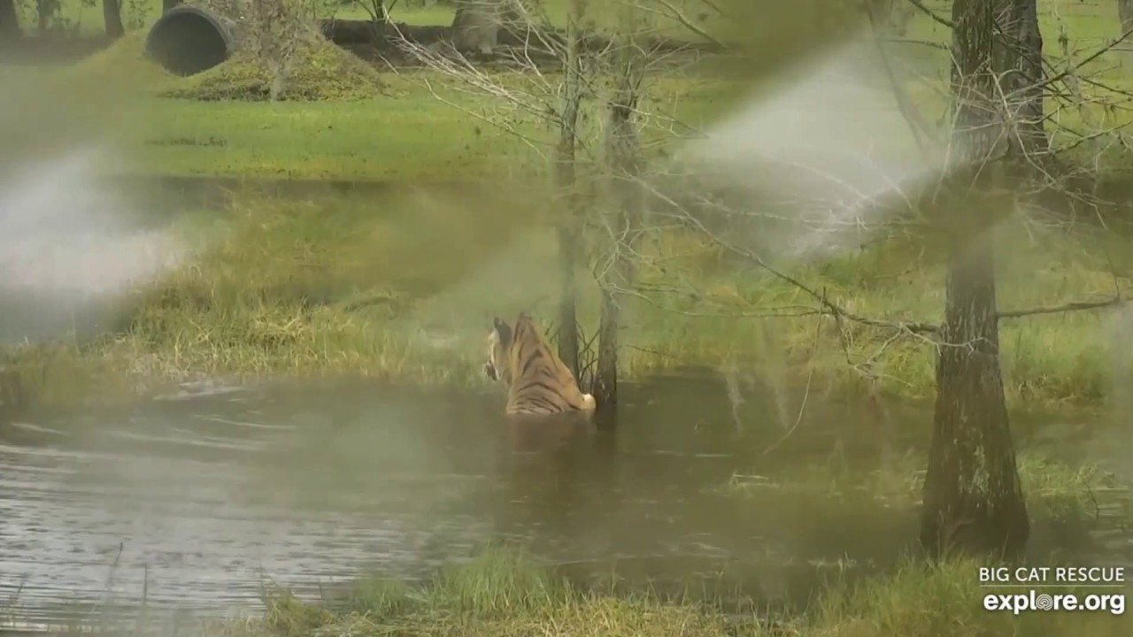 Tiger Tree Hugs! - YouTube