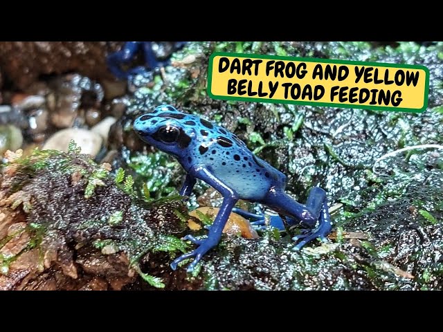 Yellow Belly Frog