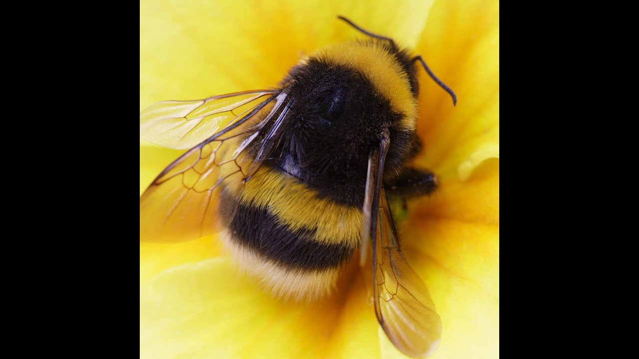 im a bee now | cartoon network journey - YouTube