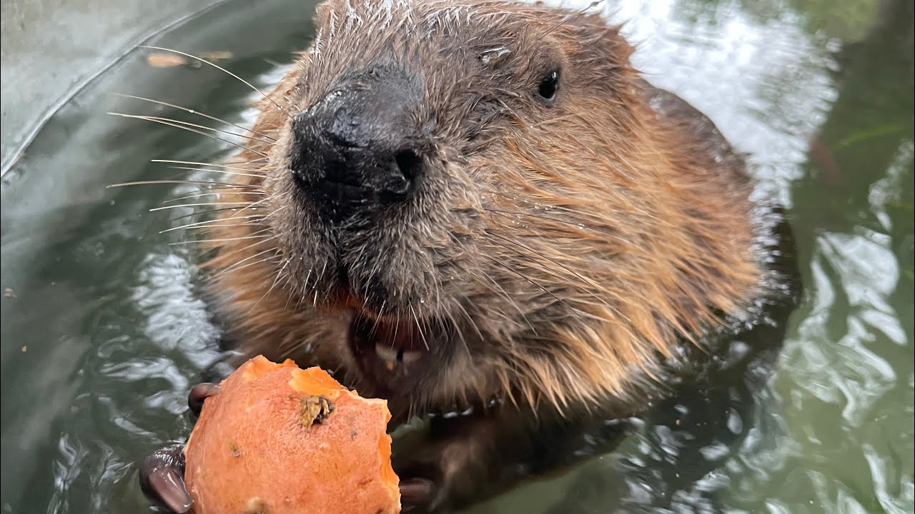 Beaver sweet potato ASMR Tater and Turnip - YouTube
