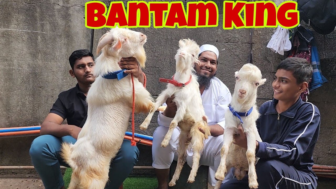 Biggest Buff Wale Bantam Saste Main | Launching Best Bantam Bakre By ...