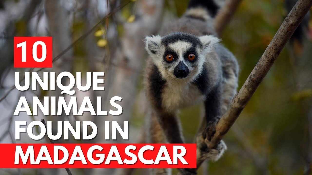 Top 10 UNIQUE Animals ONLY Found In Madagascar (Number 1 Is AMAZING ...