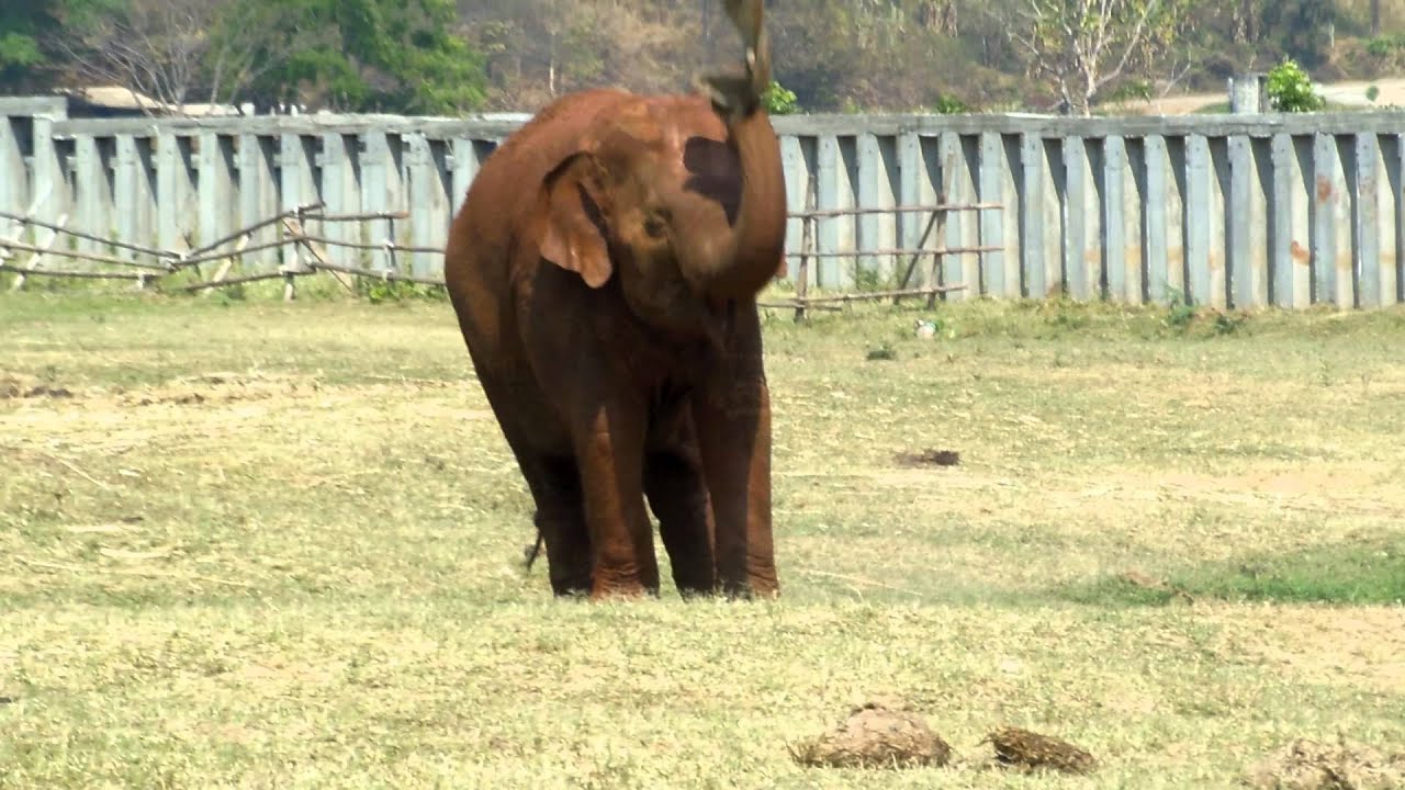 Elephant fan - YouTube