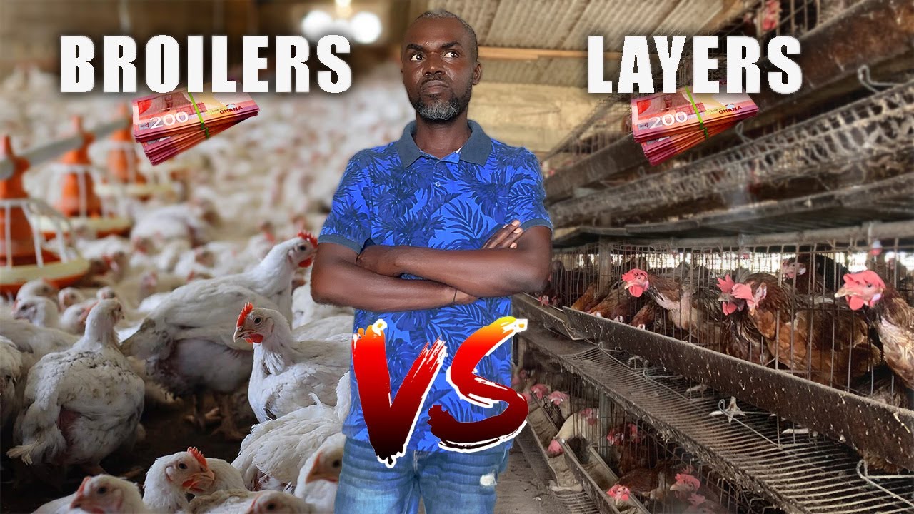 Broilers vs Layers: Which is More Profitable? Insights from a Poultry Farm CEO in Ghana. - YouTube