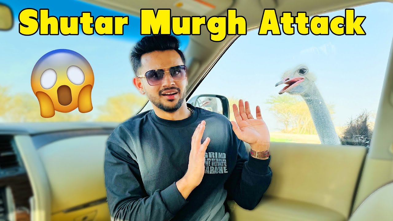 Shutar Murgh Ne Attack Kar Diya🥲 || Rasta Bhatak Geya - YouTube