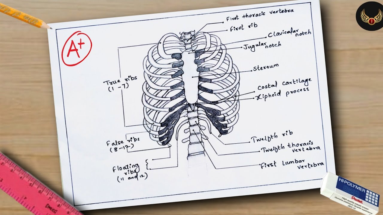 Easy Rib Cage Diagram drawing // How to draw Rib Cage Diagram ...