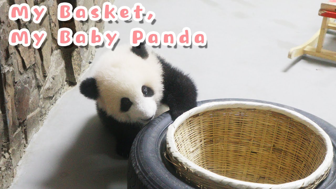 Panda Entering The Basket By Himself | iPanda - YouTube