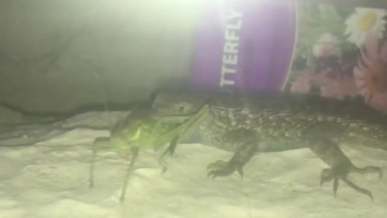 LIZARD DEVOURS HUGE GRASSHOPPER - YouTube