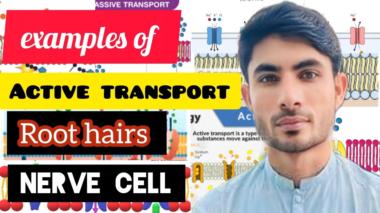 examples of active transport |abdur Rahman official| - YouTube