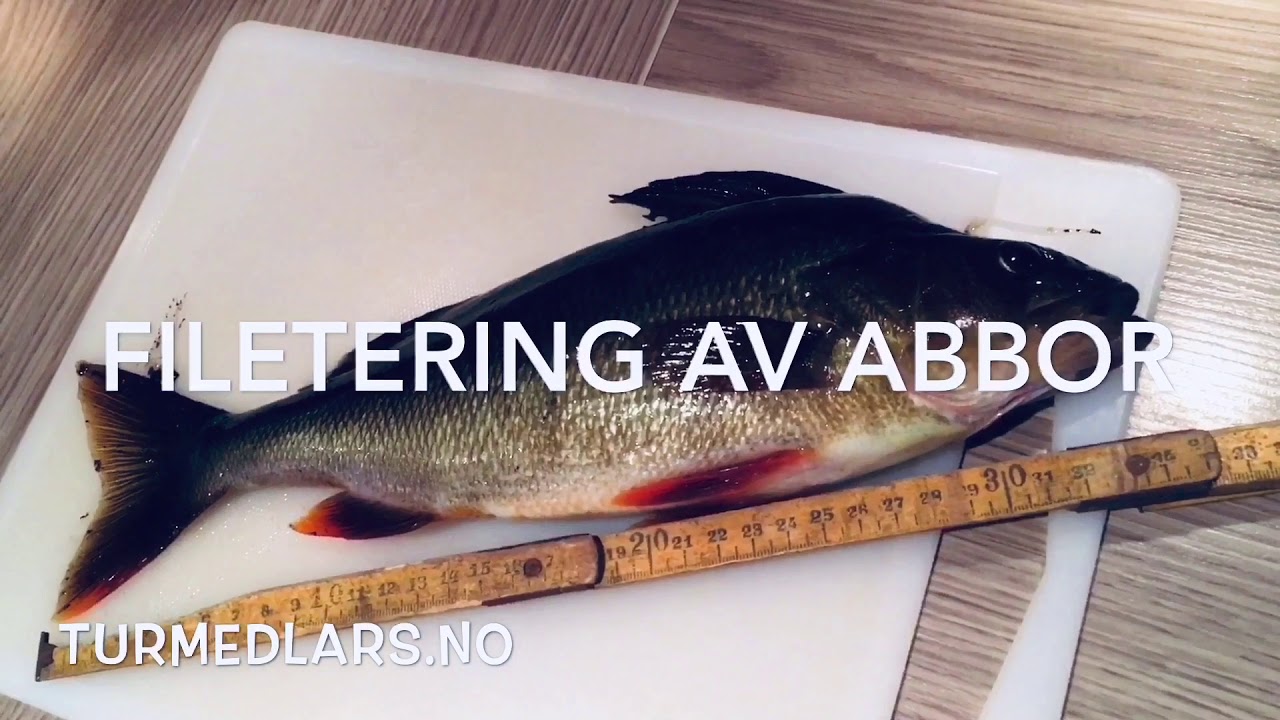 Filetering av Abbor / Fillet of Perch - YouTube