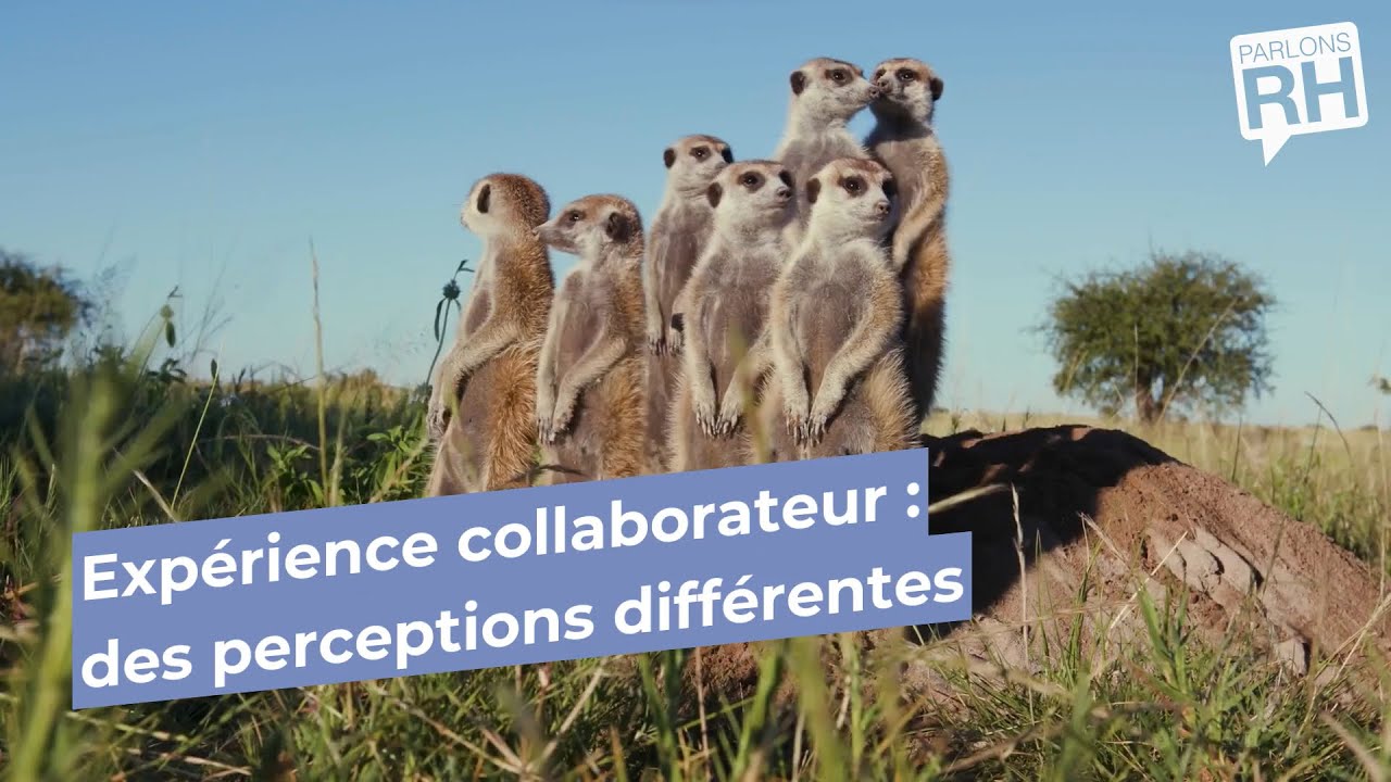 Expérience collaborateur : des perceptions différentes - YouTube