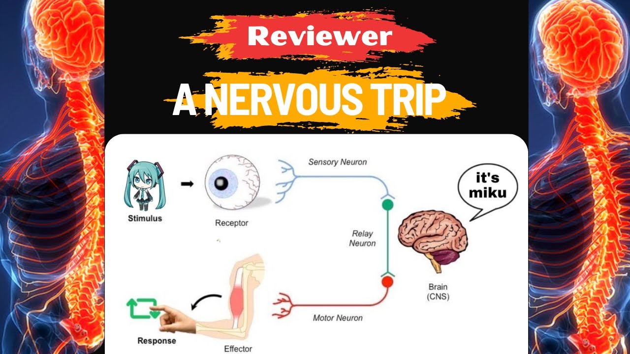 A nervous Trip : Science Activity - YouTube