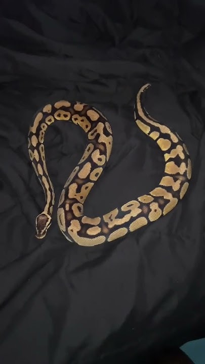 Ball Python stretch #trending #shortfeed #reptiles #ballpython #snakes ...
