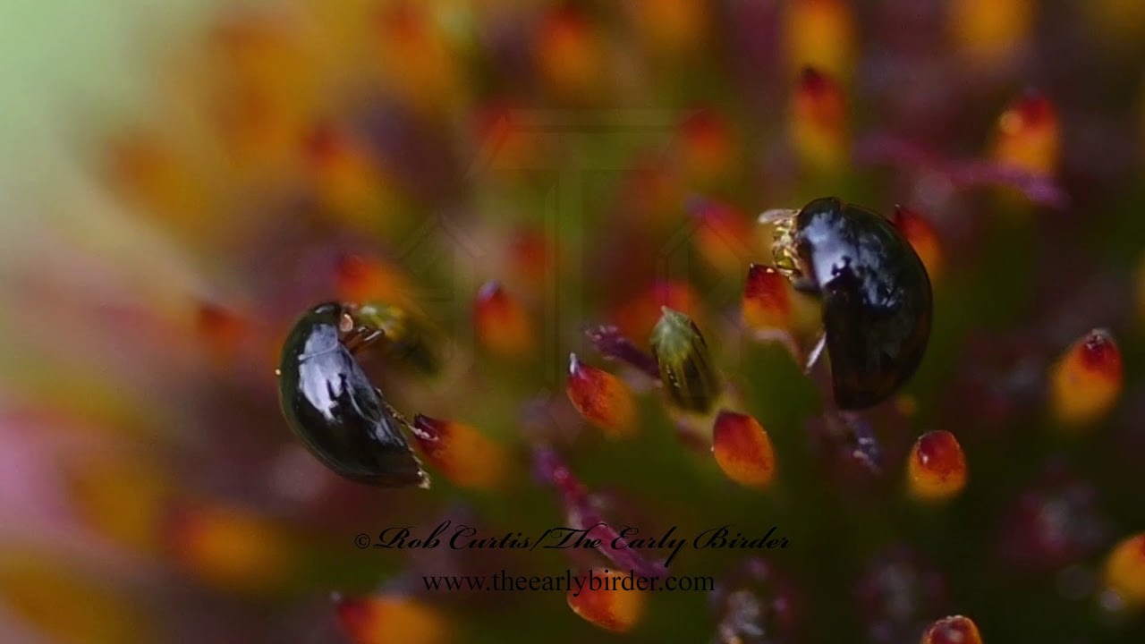 SHINING MOLD BEETLE, Phalacridae feeding, mating pair - YouTube