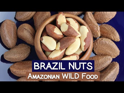Brazil Nuts, An Amazonian WILD Food | Selenium Pluses/Minuses