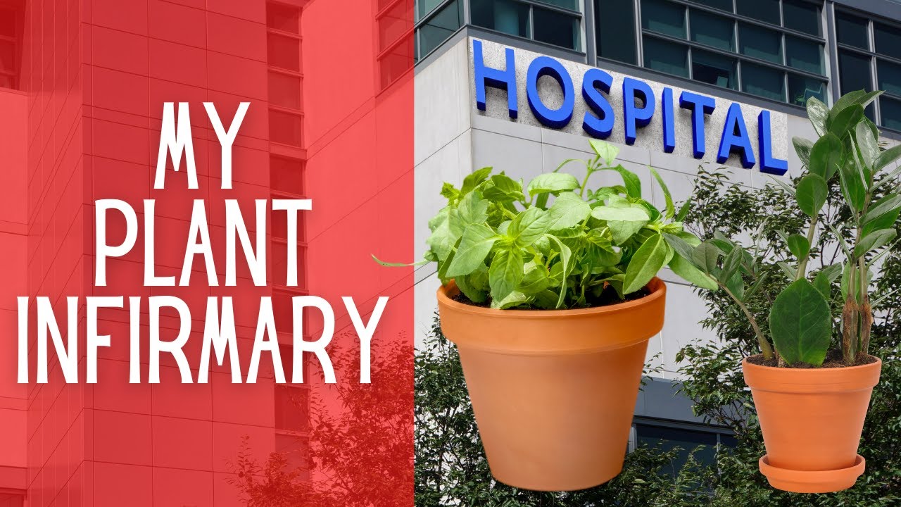 EMERGENCY! Get These Plants to the Infirmary 🌿 || Plant Hospital || How ...