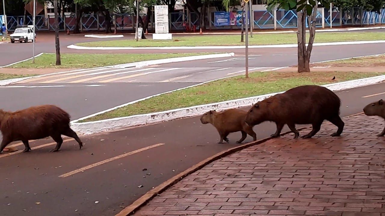 A família de capivara - YouTube