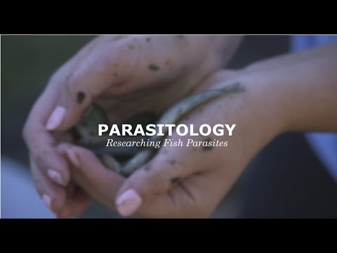 Parasitology Field Trip: Researching Fish Parasites - YouTube