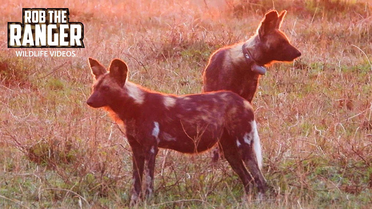 Painted Wolves - Rare Sighting | Maasai Mara Safari | Zebra Plains ...