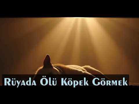 Rüyada Ölü Köpek Görmek ne anlama gelir