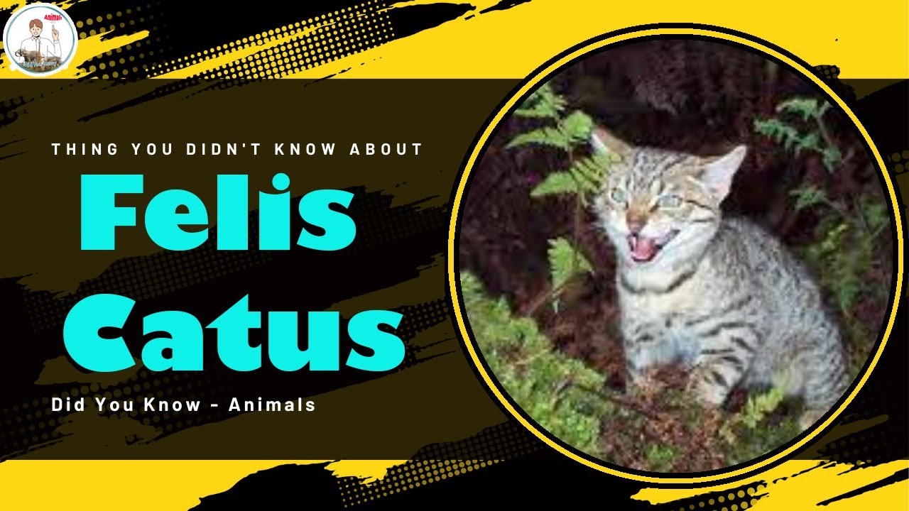 Thing You Didn't Know About Felis Catus - YouTube