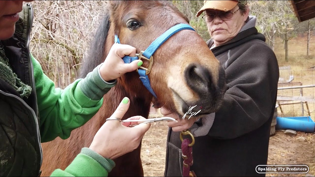 Horse Vet, Jenni Grimmet, Treating A Porcupine Injury - YouTube