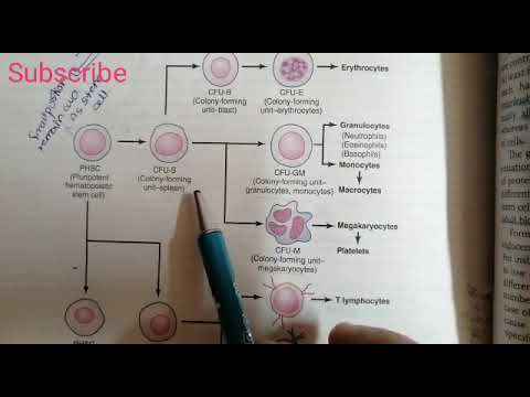 GENESIS OF BLOOD CELLS ( QUICK AND EASY ) - YouTube