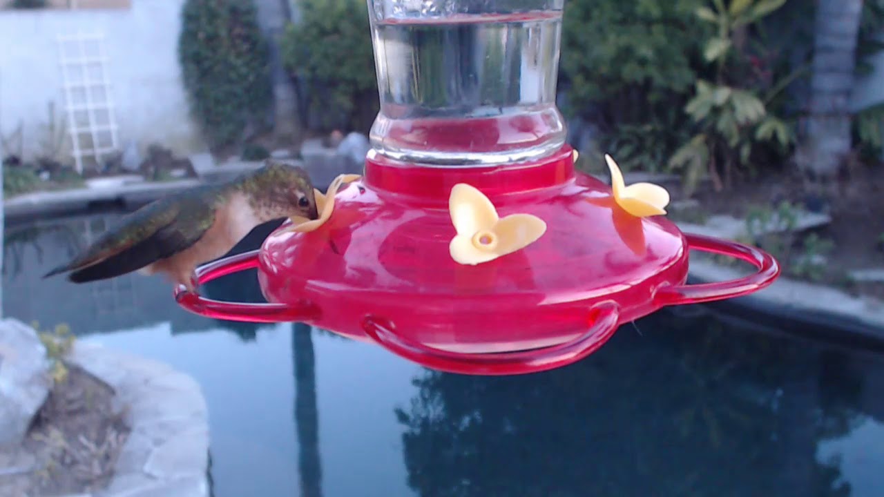 Hummingbird Fountain 02-24-2019 01:31:03 - 02:31:06 - YouTube