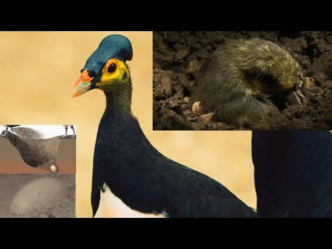 A Unique bird lays eggs and buries them Maleo Birds - YouTube
