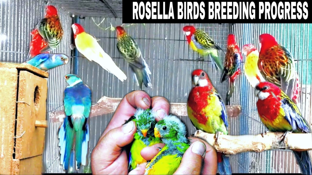 Rosella Parrots Mutation Group Breeding Progress / Full Information Breeding Tips & Care ...