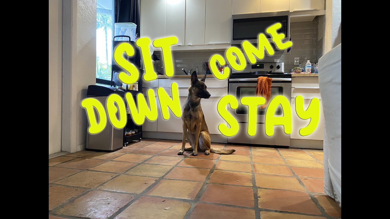 Belgian Malinois Adult Training | Basic Obedience/ Basic - YouTube