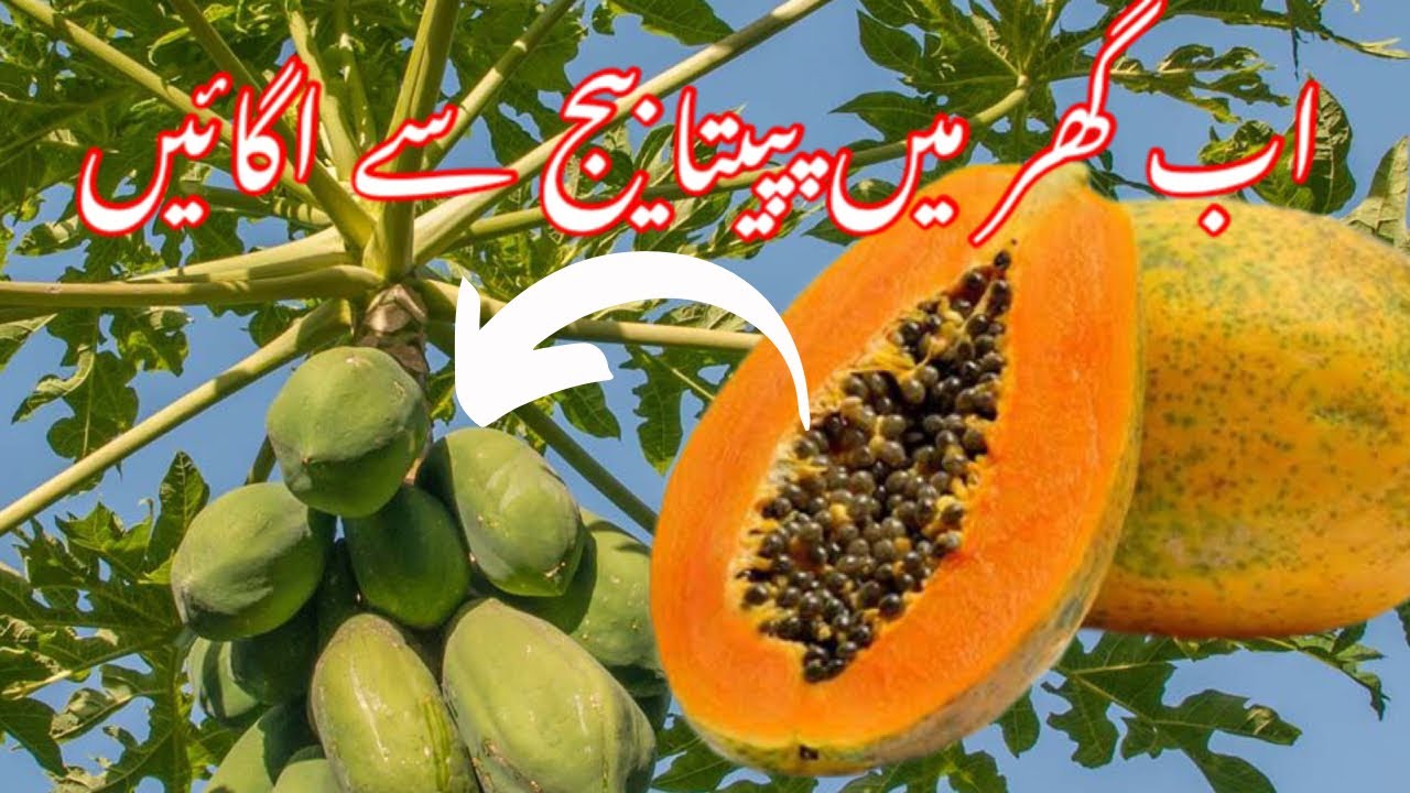 Easy Grow Papay(پپیتا)in basket from seeds at home|Grow from Papay ...