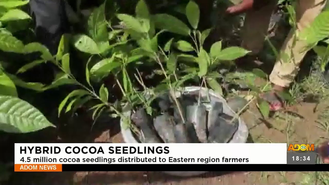 Hybrid Cocoa Seedlings: 4.5 million cocoa seedlings distributed to ...