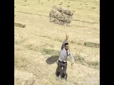 Füzülinin kip yiğanları