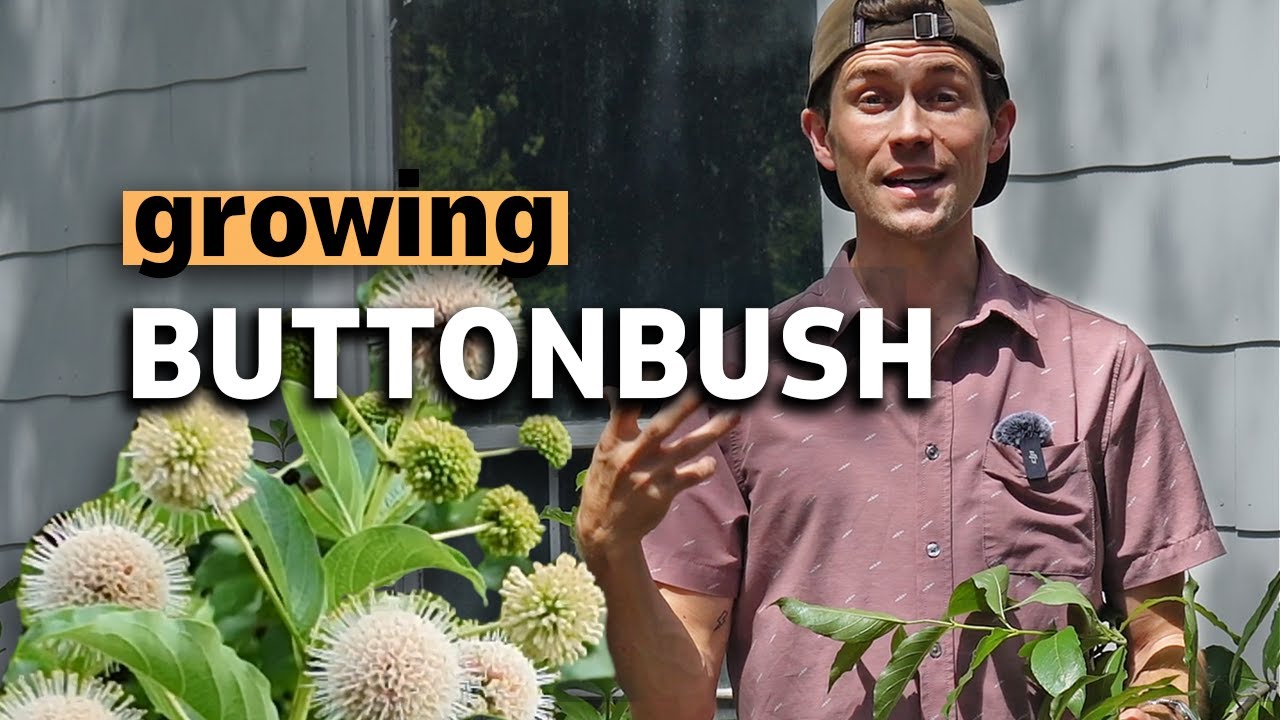 The Complete Guide to Buttonbush (Cephalanthus occidentalis) | Texas ...