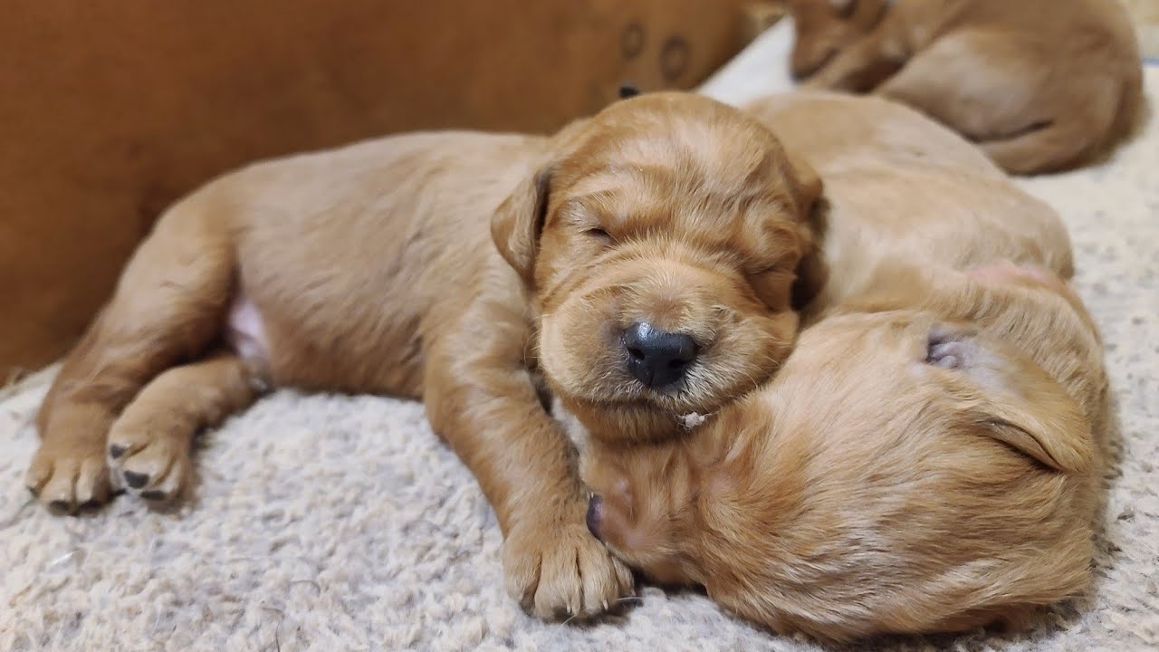 Cutest Newborn Baby Puppies Snuggling | Cute Two Weeks Old Newborn ...