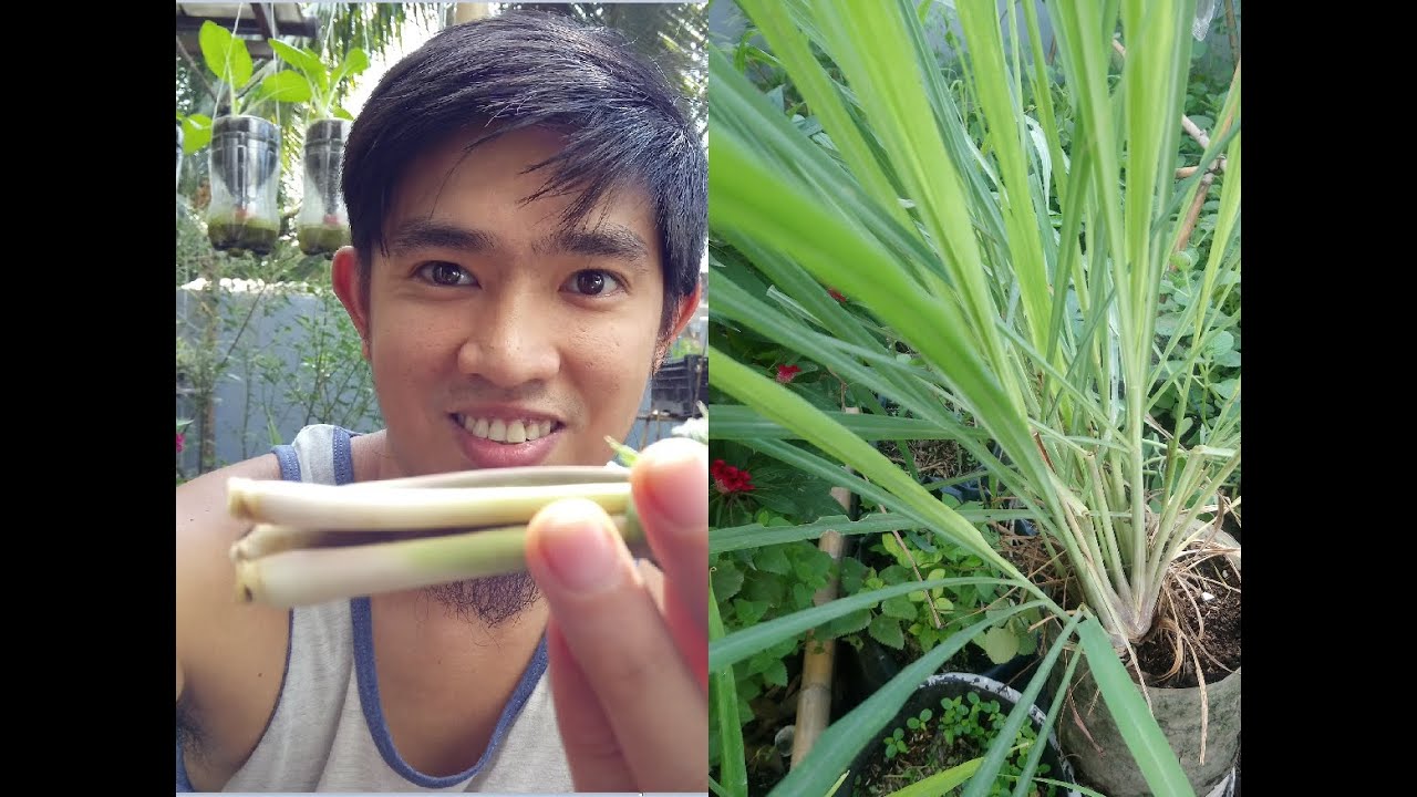 Lemon Grass (Tanglad) from Maket Paano Patubuin at itanim - YouTube