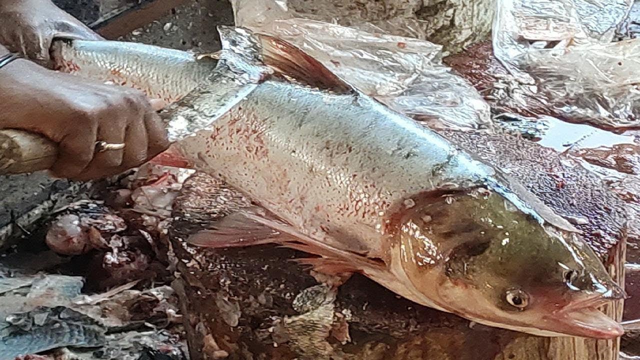 big birket fish cutting skills || Big big fish bite is very fun ...